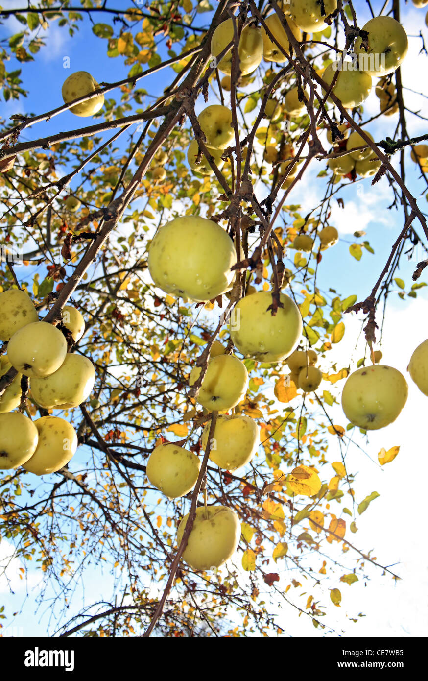 apple on branch of the aple trees Stock Photo - Alamy