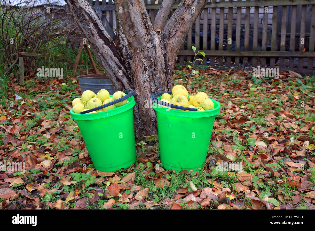 apple in pail in autumn garden Stock Photo - Alamy