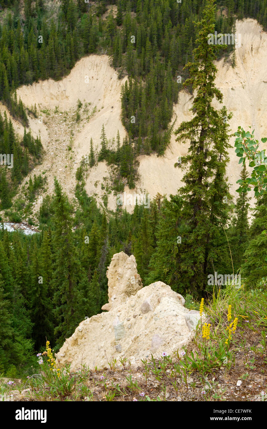 Wildflowers jasper national park canada hi-res stock photography and ...