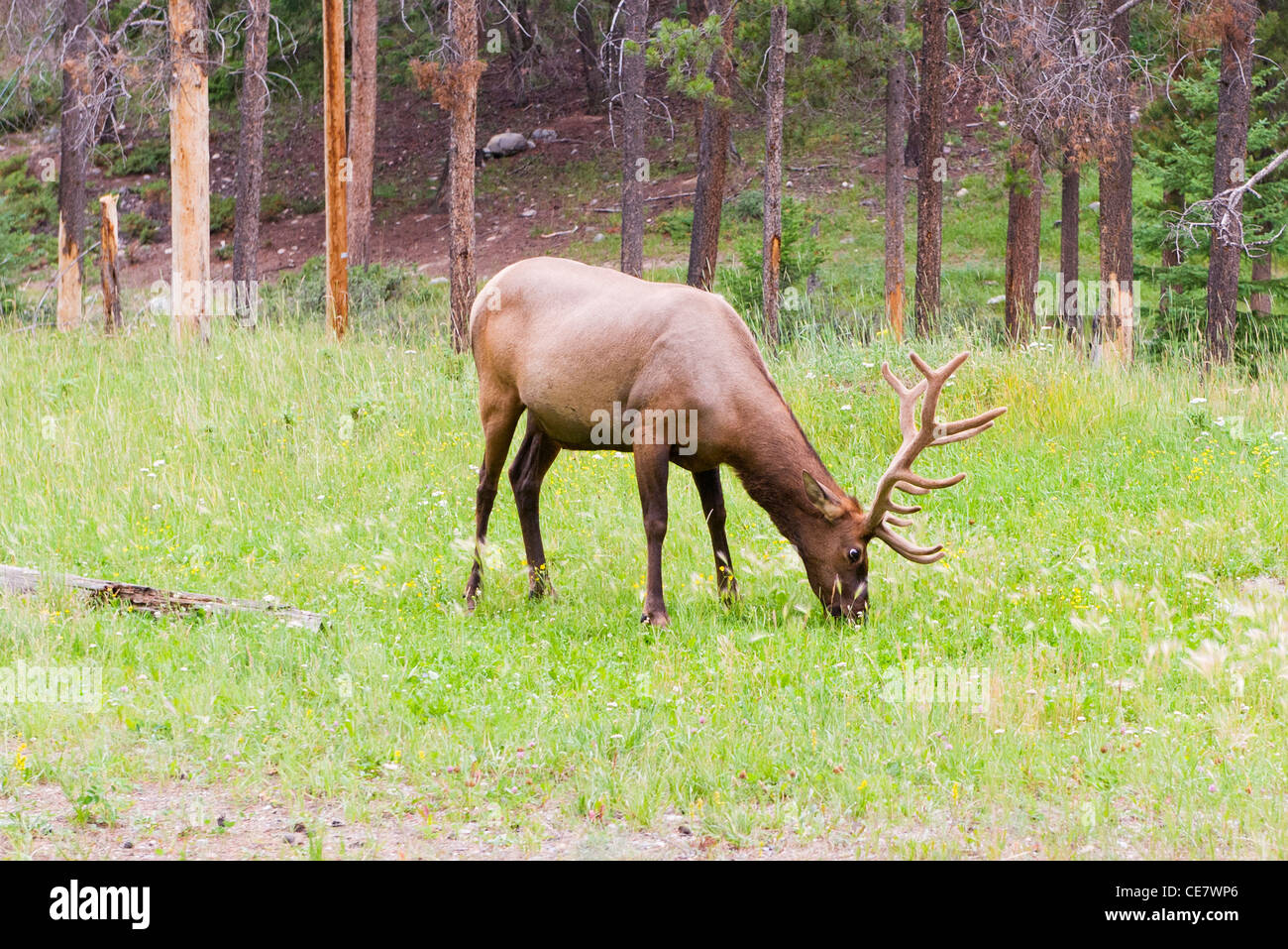 Canadian Elk Stock Photos & Canadian Elk Stock Images - Alamy