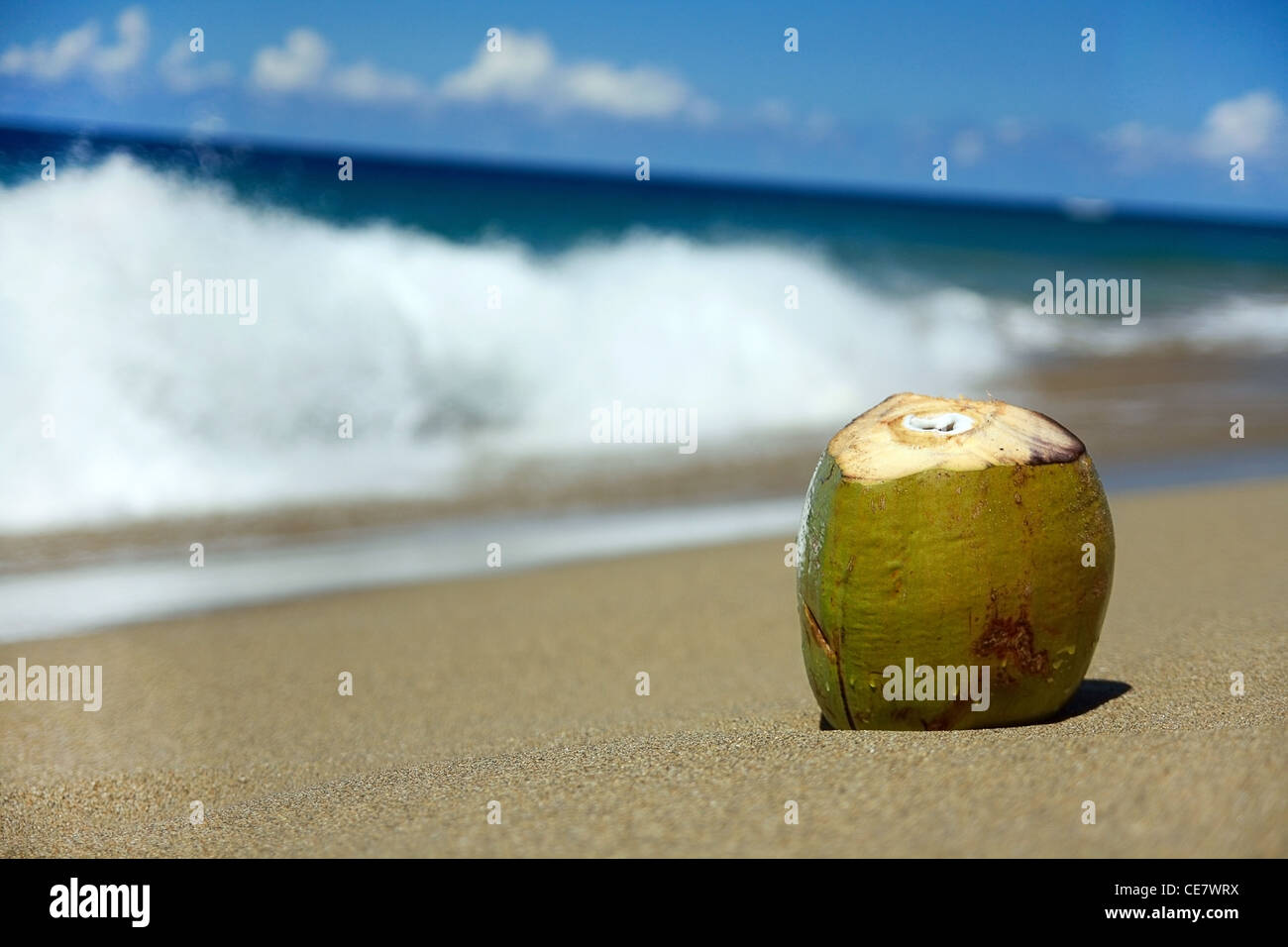 Coconut on beach of ocean Stock Photo - Alamy
