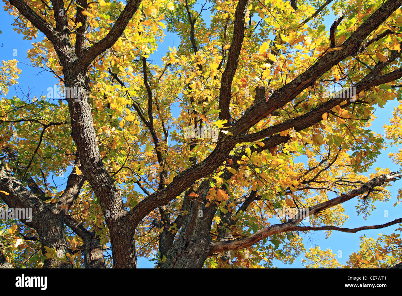 yellow branch of the oak Stock Photo - Alamy