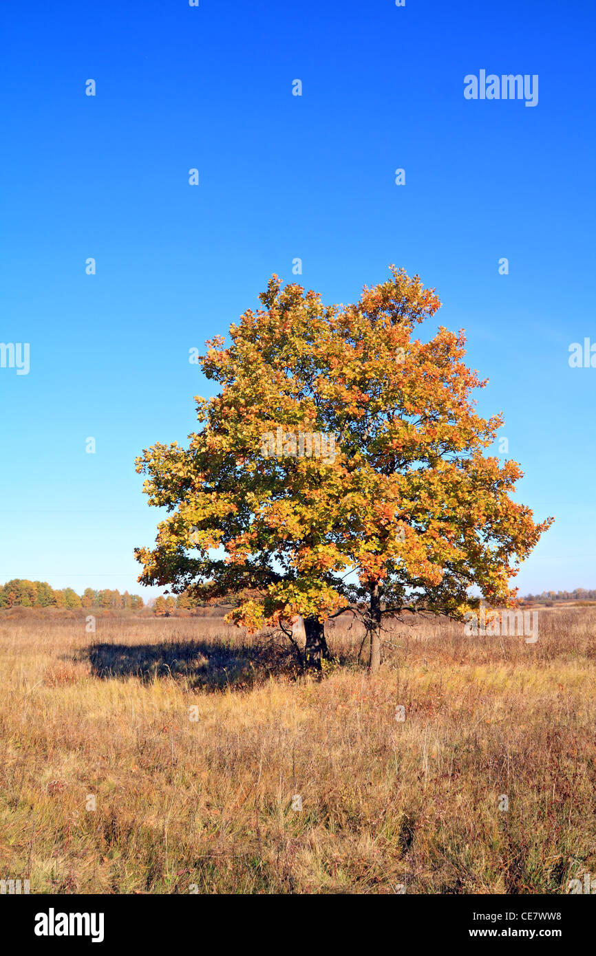 Beautiful yellow field in autumn hi-res stock photography and images ...