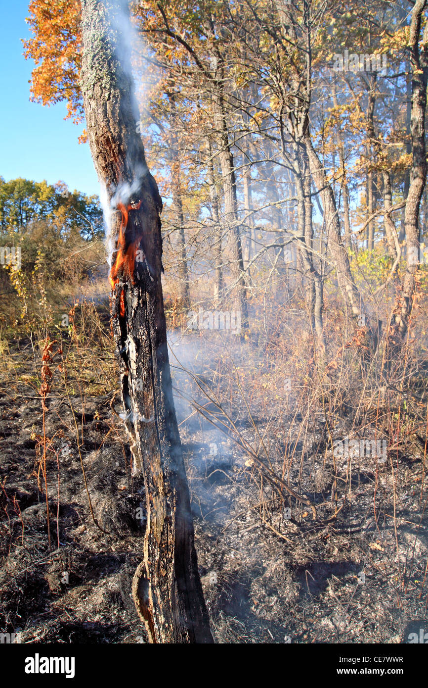 fire in wood Stock Photo - Alamy