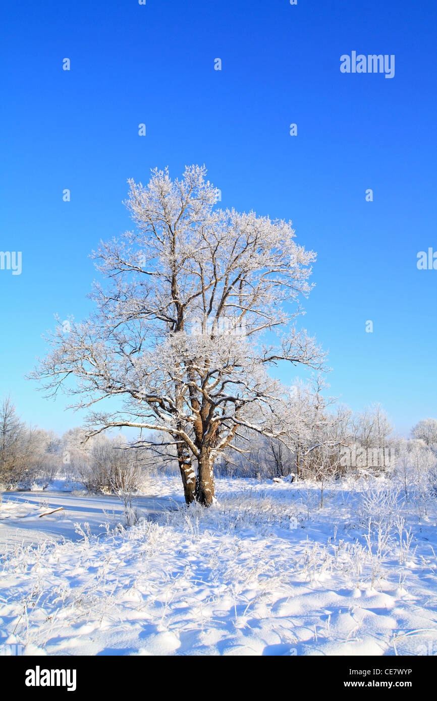 snow oak on winter field Stock Photo - Alamy
