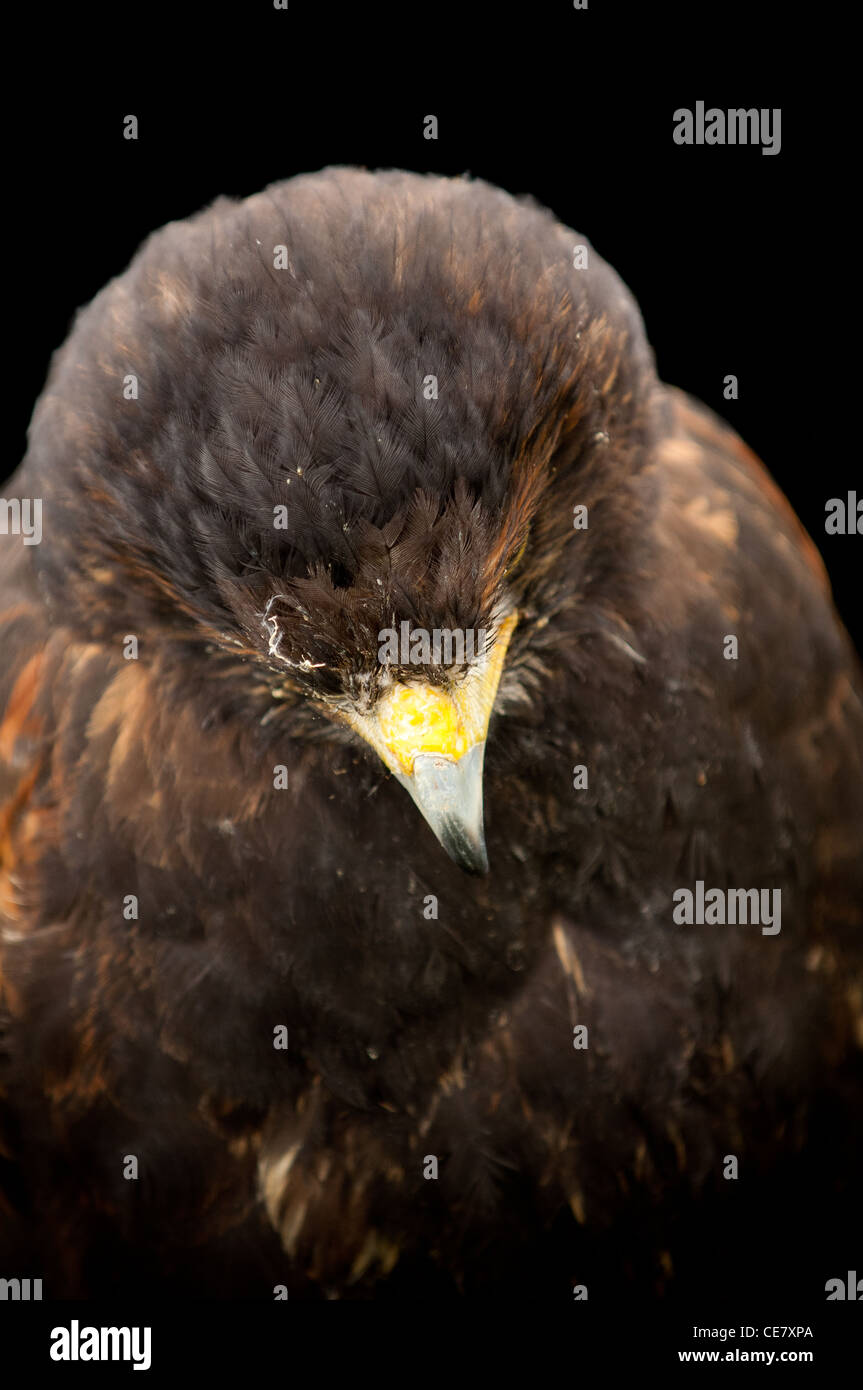 Fort William Agricultural show,bird of prey stand Stock Photo - Alamy