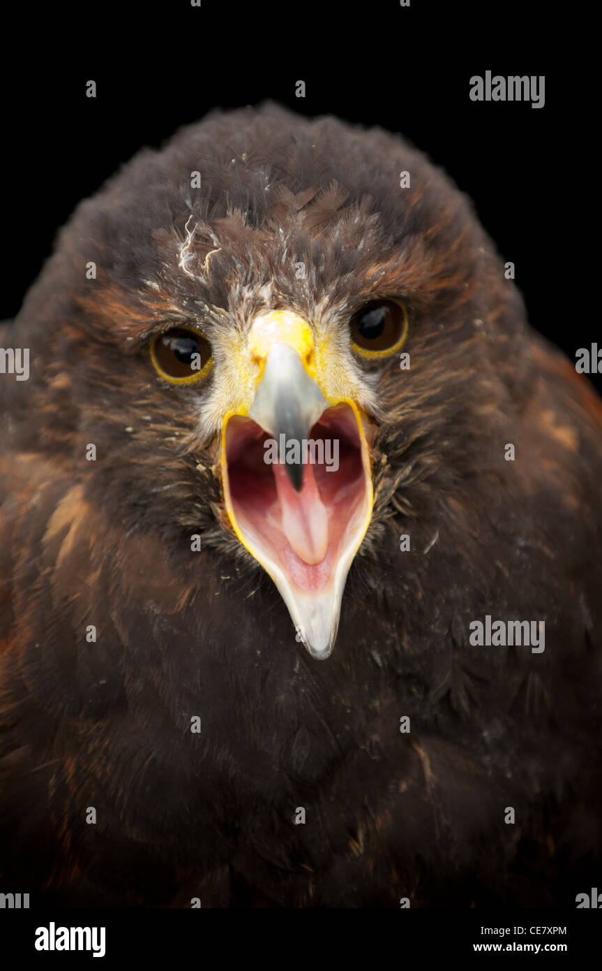 Fort William Agricultural show,bird of prey stand Stock Photo - Alamy