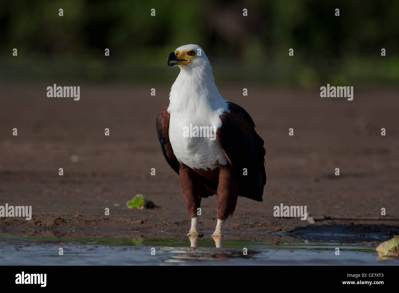 African river eagle hi-res stock photography and images - Alamy