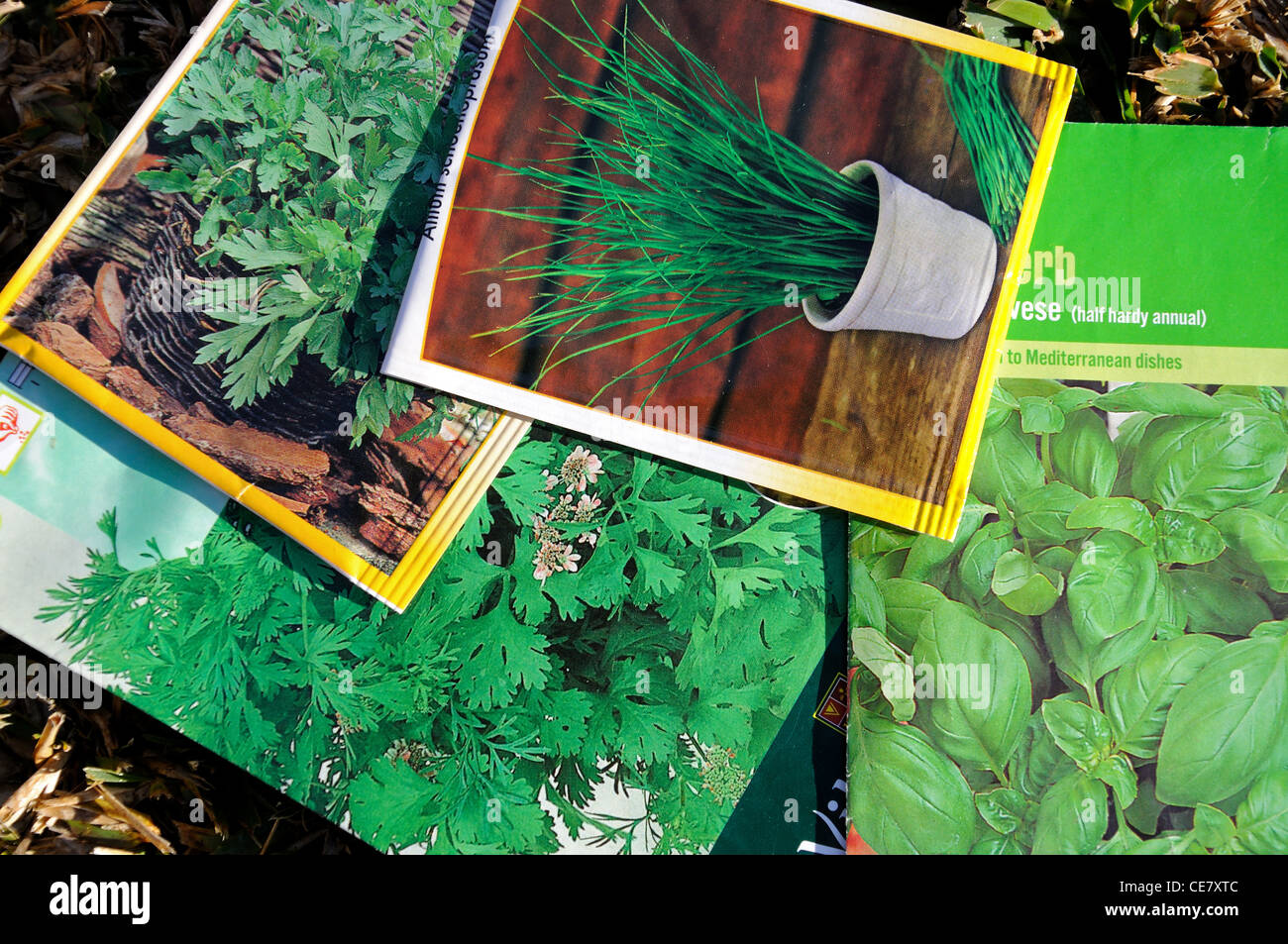 Selection of seed packets, England, UK, Western Europe Stock Photo - Alamy