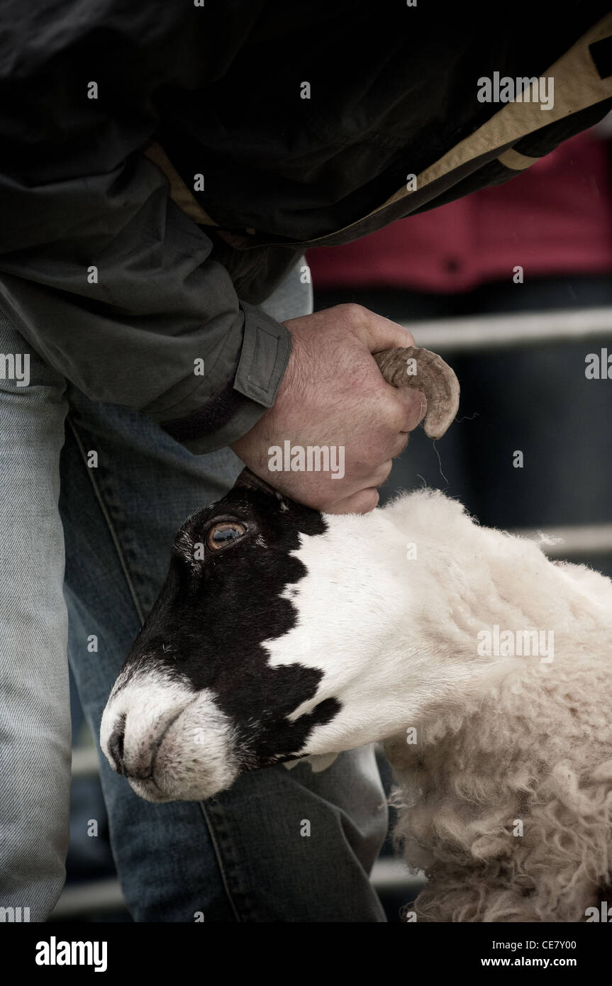 sheep being handled during shearing Stock Photo - Alamy