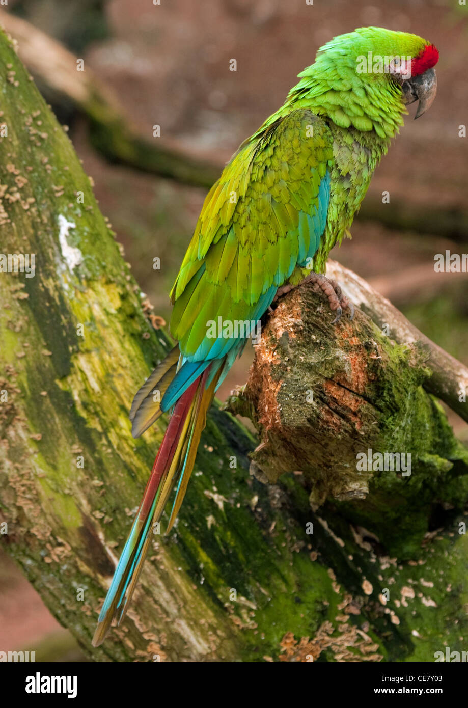 Great Green Macaw, Ara ambiguus Stock Photo - Alamy
