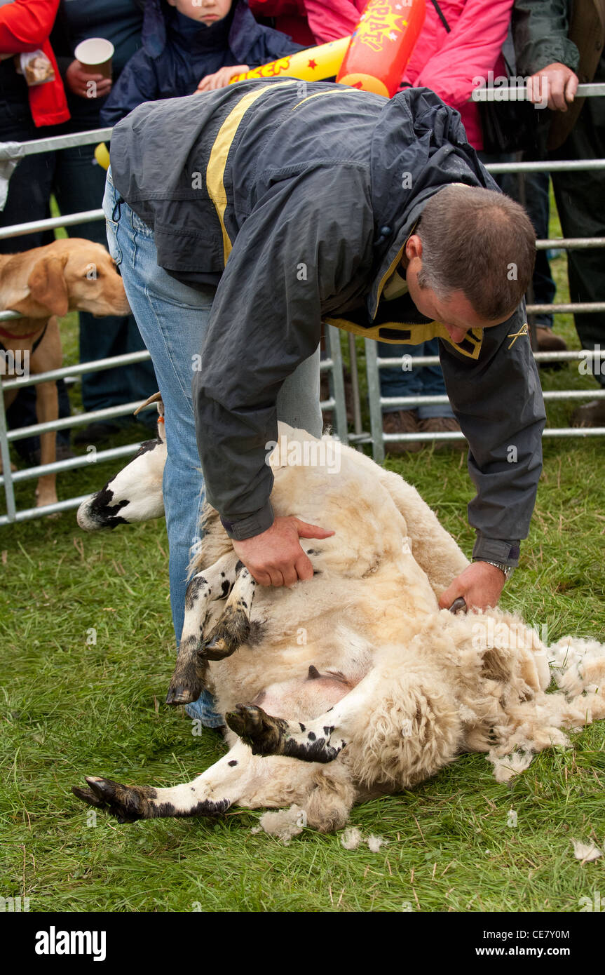 sheep being handled during shearing Stock Photo - Alamy