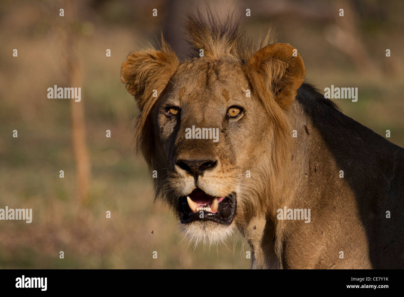 Smile For The Camera Lions
