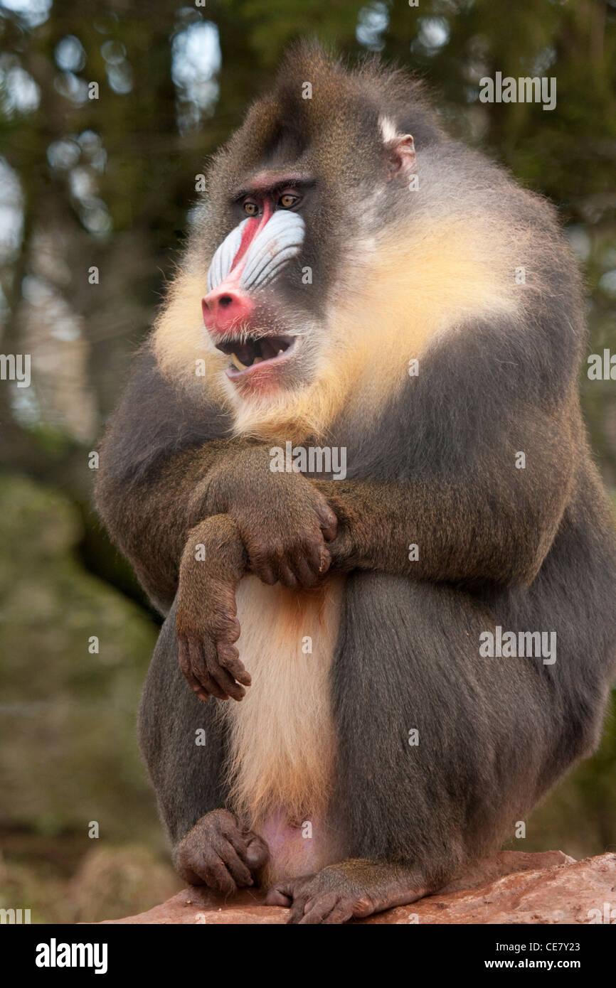 Mandrill ( Mandrillus sphinx Stock Photo - Alamy