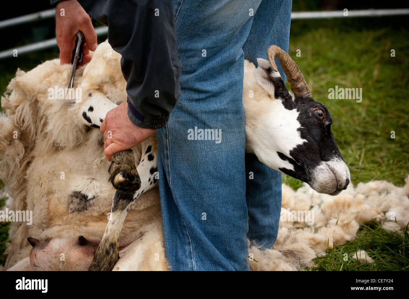 sheep being handled during shearing Stock Photo - Alamy