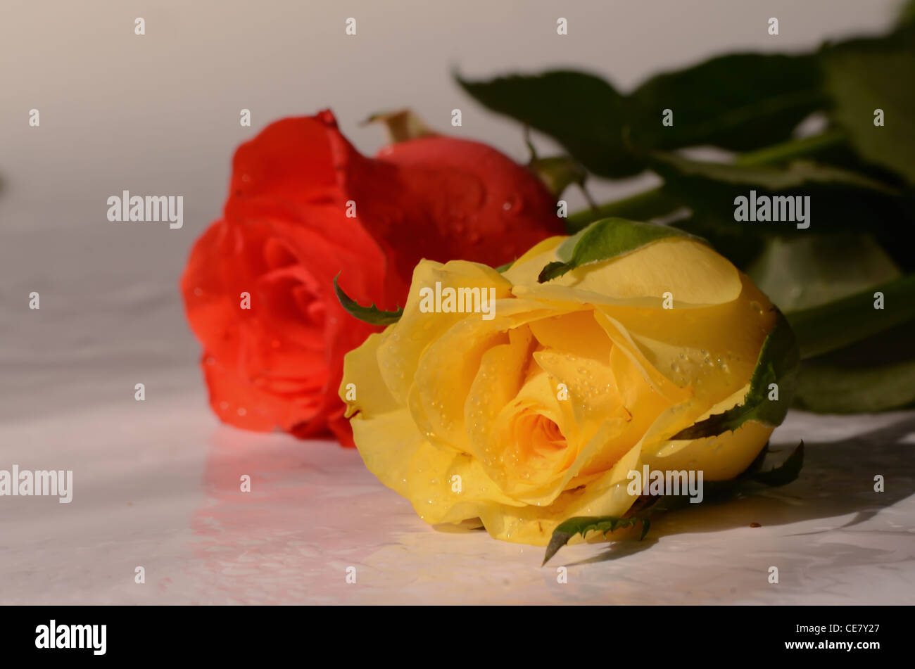 Two colour roses hi-res stock photography and images - Alamy