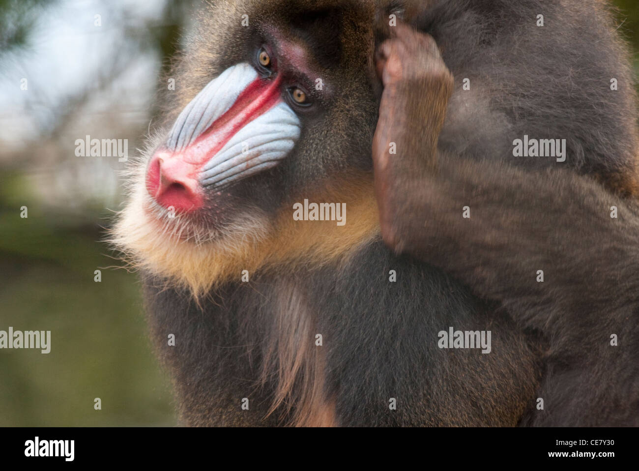 Mandrill ( Mandrillus sphinx ) scratching his head as if deep in ...