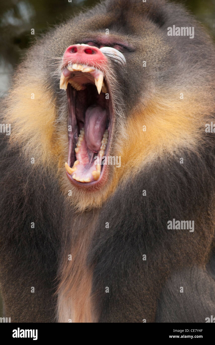 Mandrill Baboon Teeth