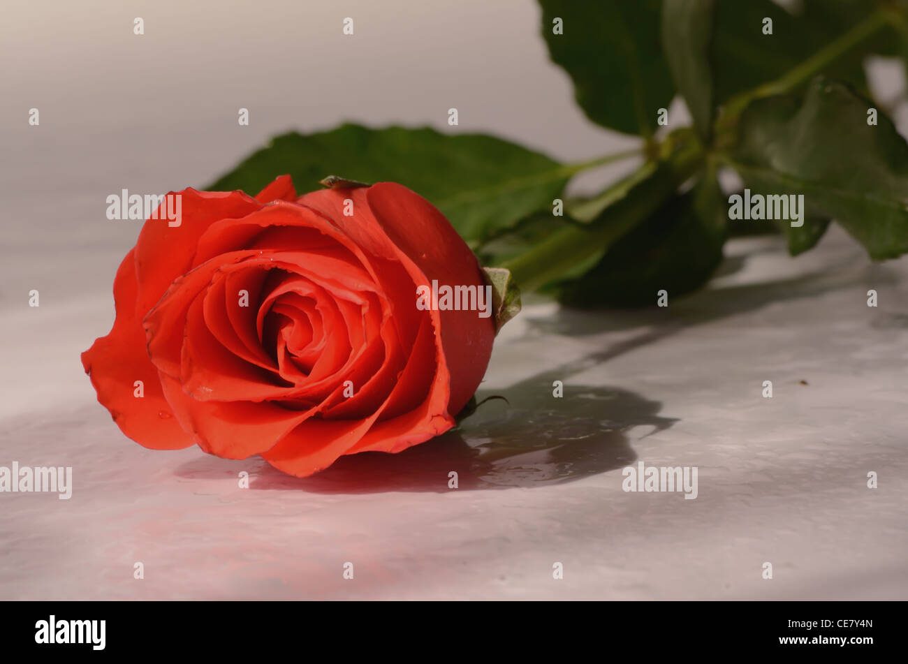 Rose red colour hi-res stock photography and images - Alamy