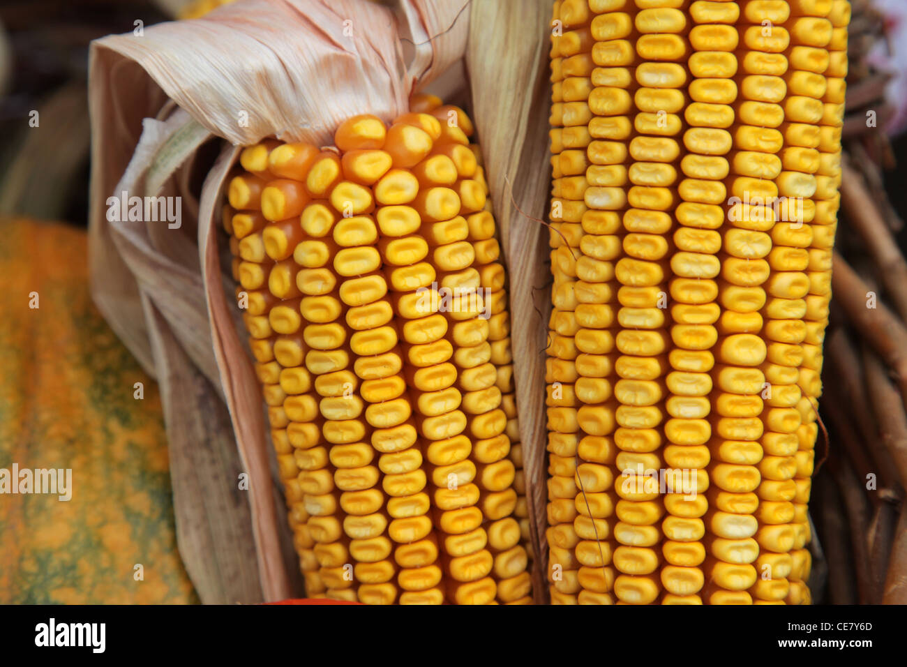 Maize cobs hi-res stock photography and images - Alamy