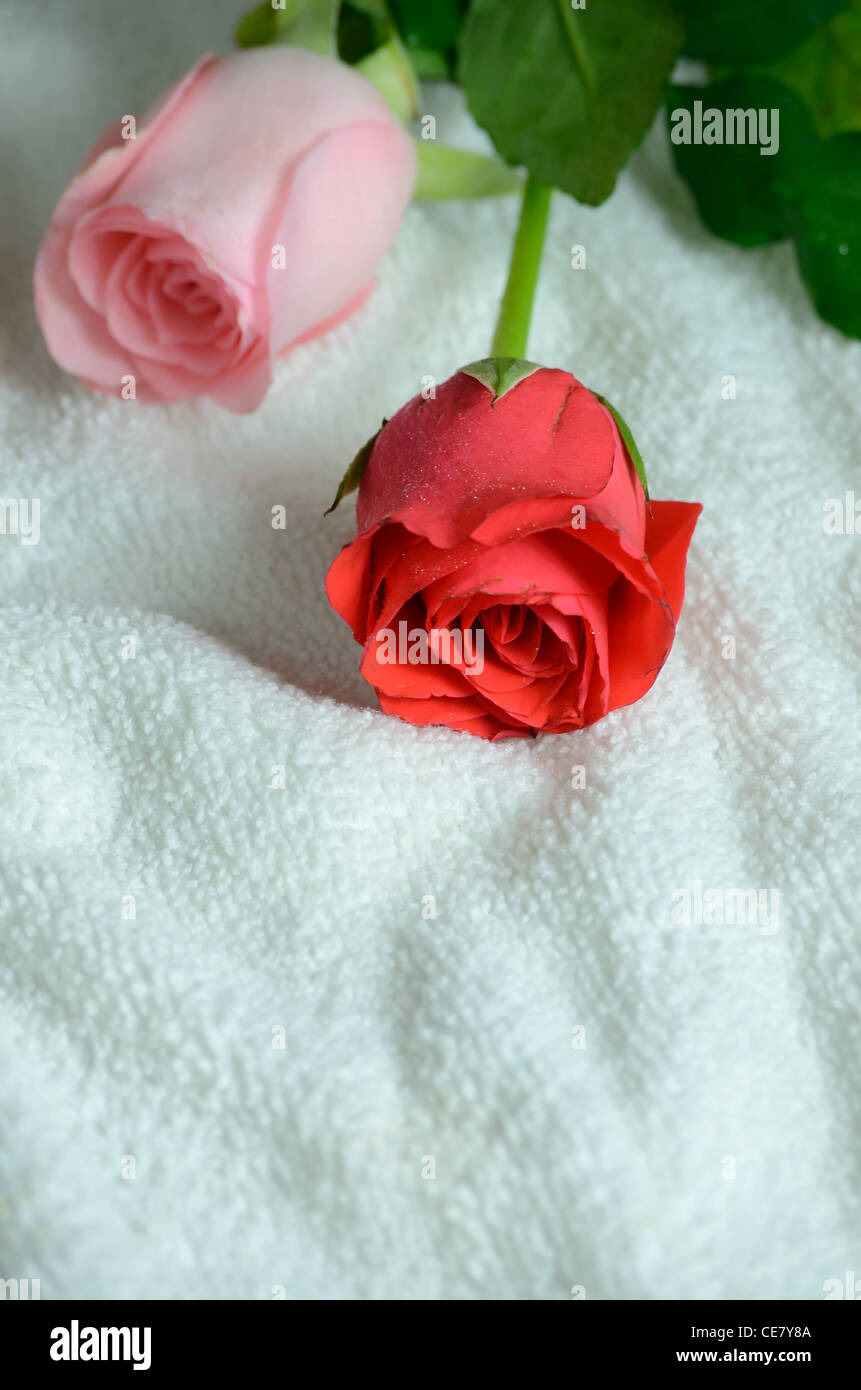 Pink and Red rose Stock Photo - Alamy
