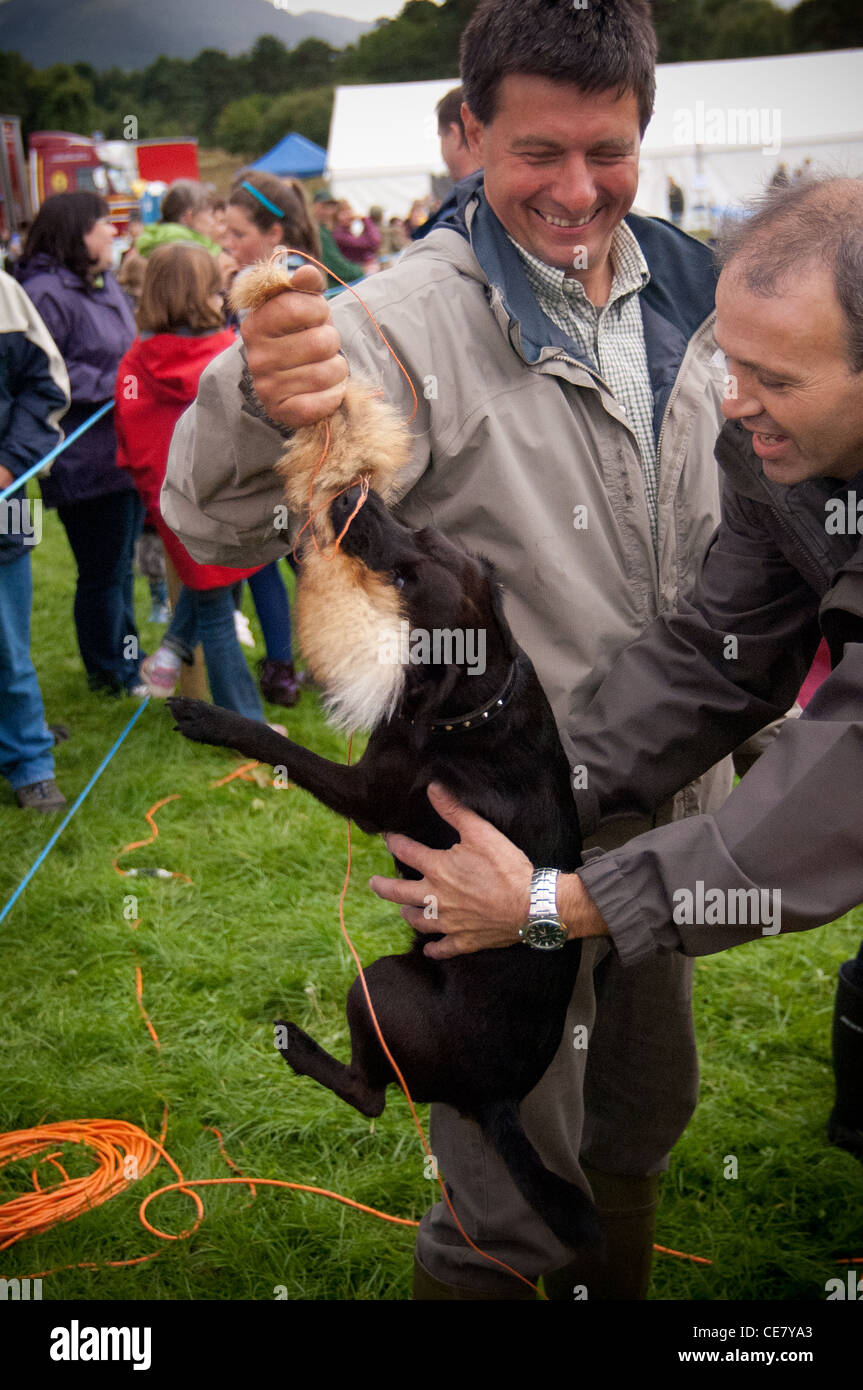 Terrier holding on to lure during dog race at local show Stock Photo ...