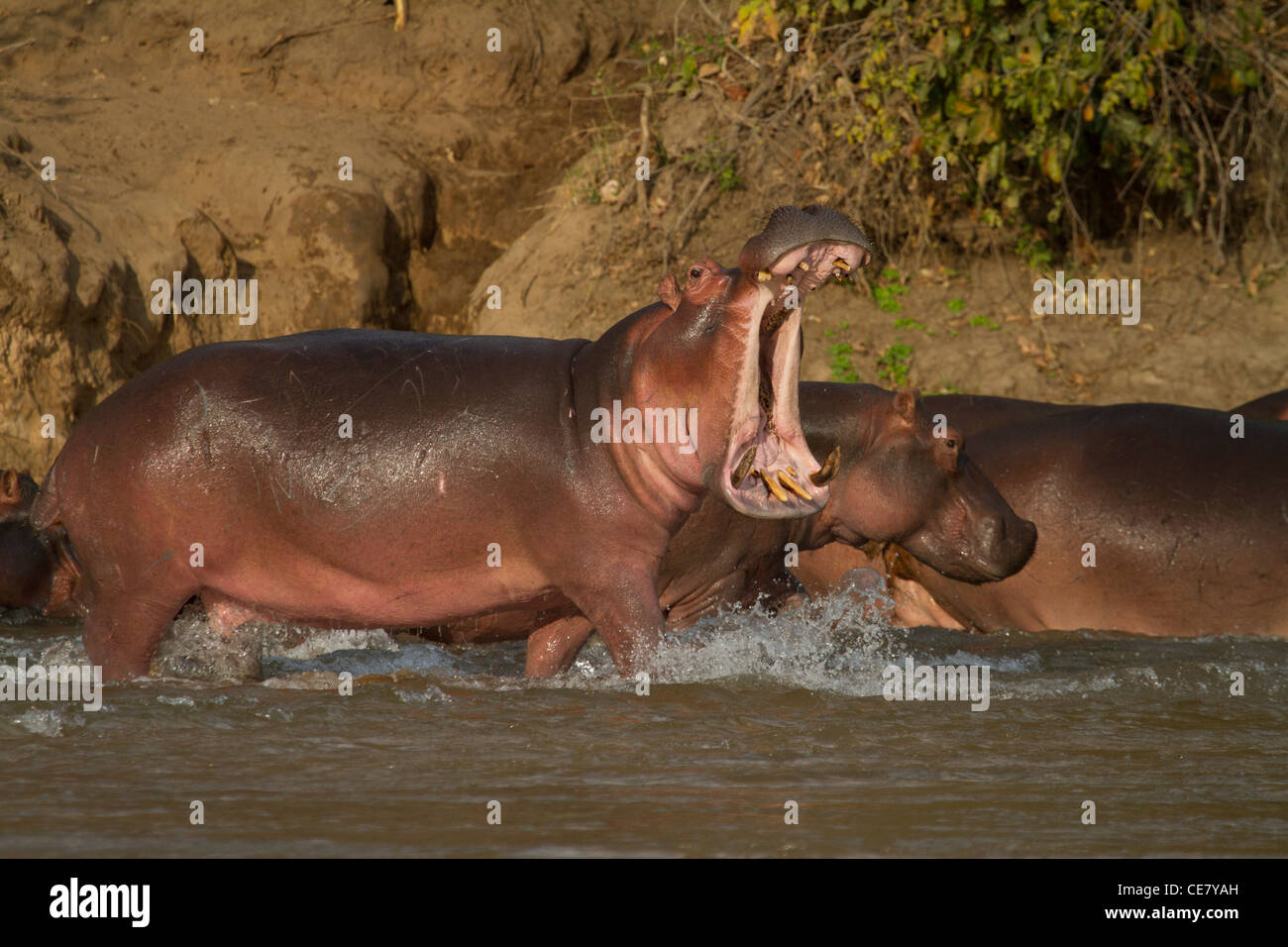 Hippopotamus running with its mouth fully open Stock Photo - Alamy