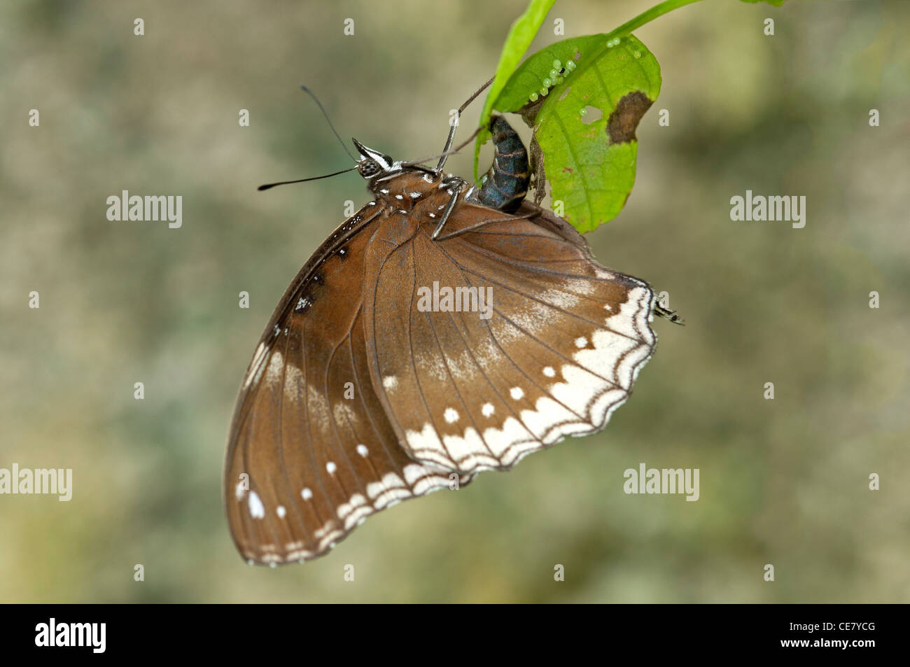 Female of Great Eggfly, Hypolimnas bolina, depositing eggs, Phuket ...
