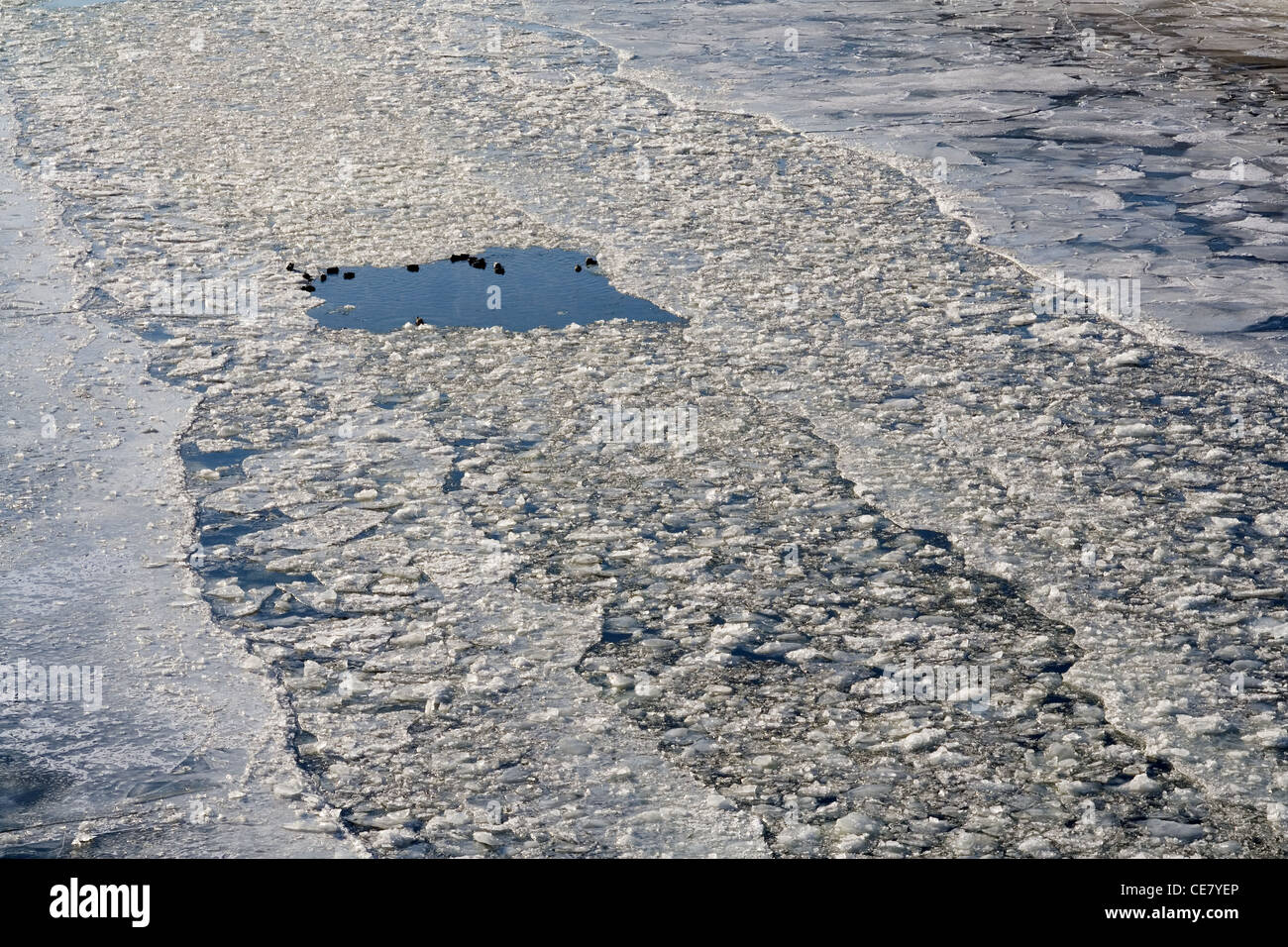 Unfrozen patch of water with ducks Stock Photo - Alamy