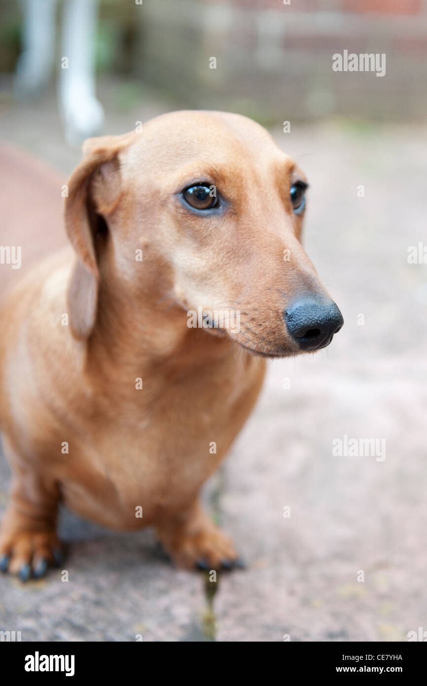 Dachshund sausage dog Stock Photo - Alamy
