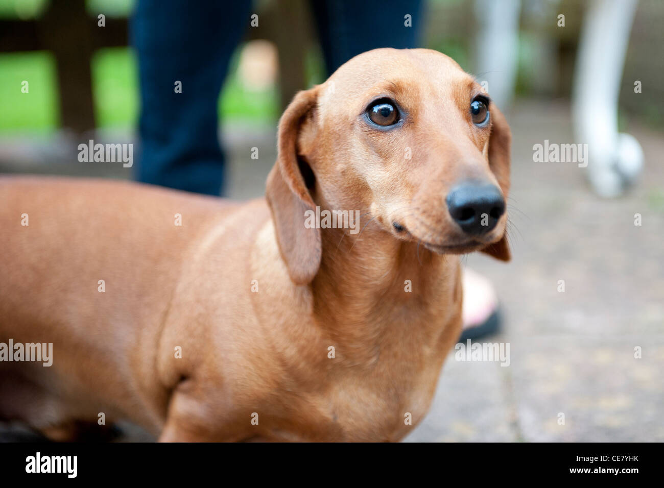 Sausage dog hi-res stock photography and images - Alamy