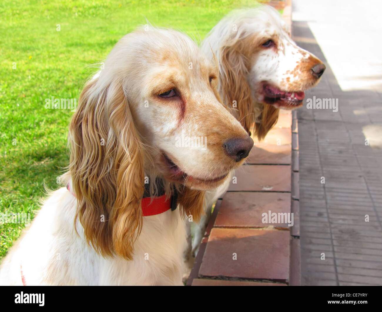Two English Cocker Spaniel puppies playing at the garden Stock Photo ...