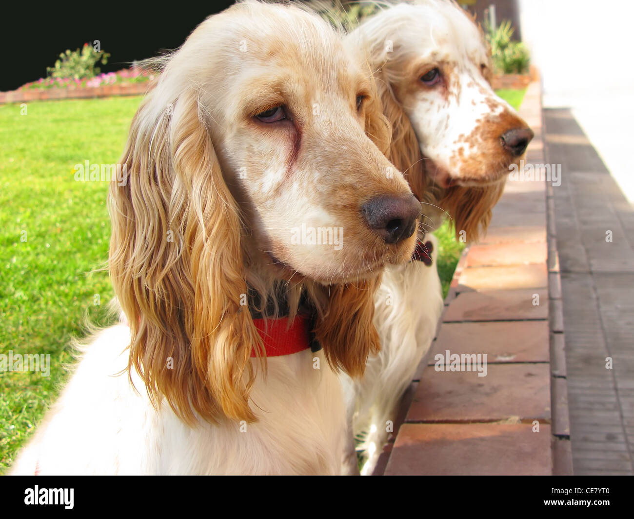 Two English Cocker Spaniel puppies playing at the garden Stock Photo ...