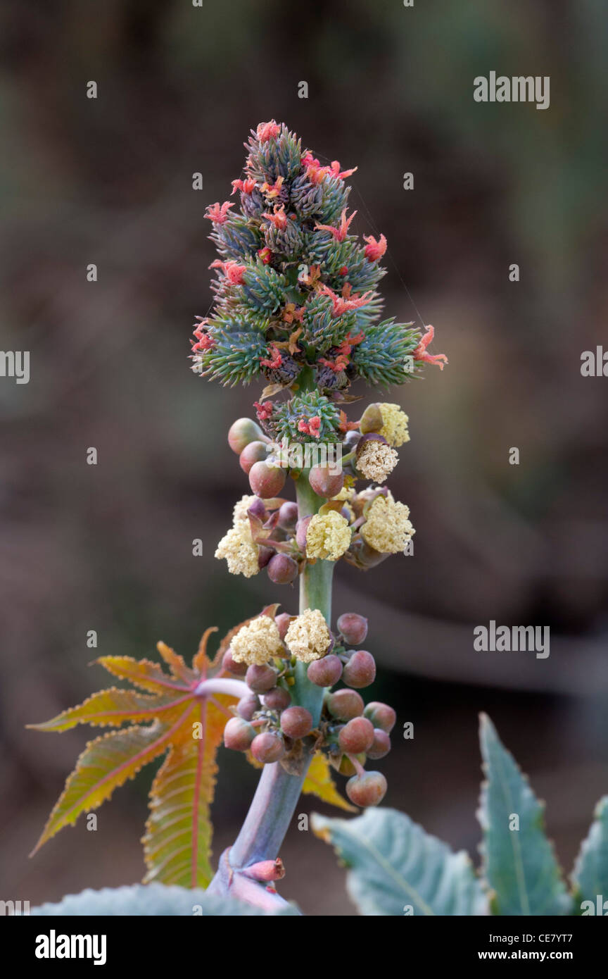Castor oil plant (Ricinus communis Stock Photo - Alamy