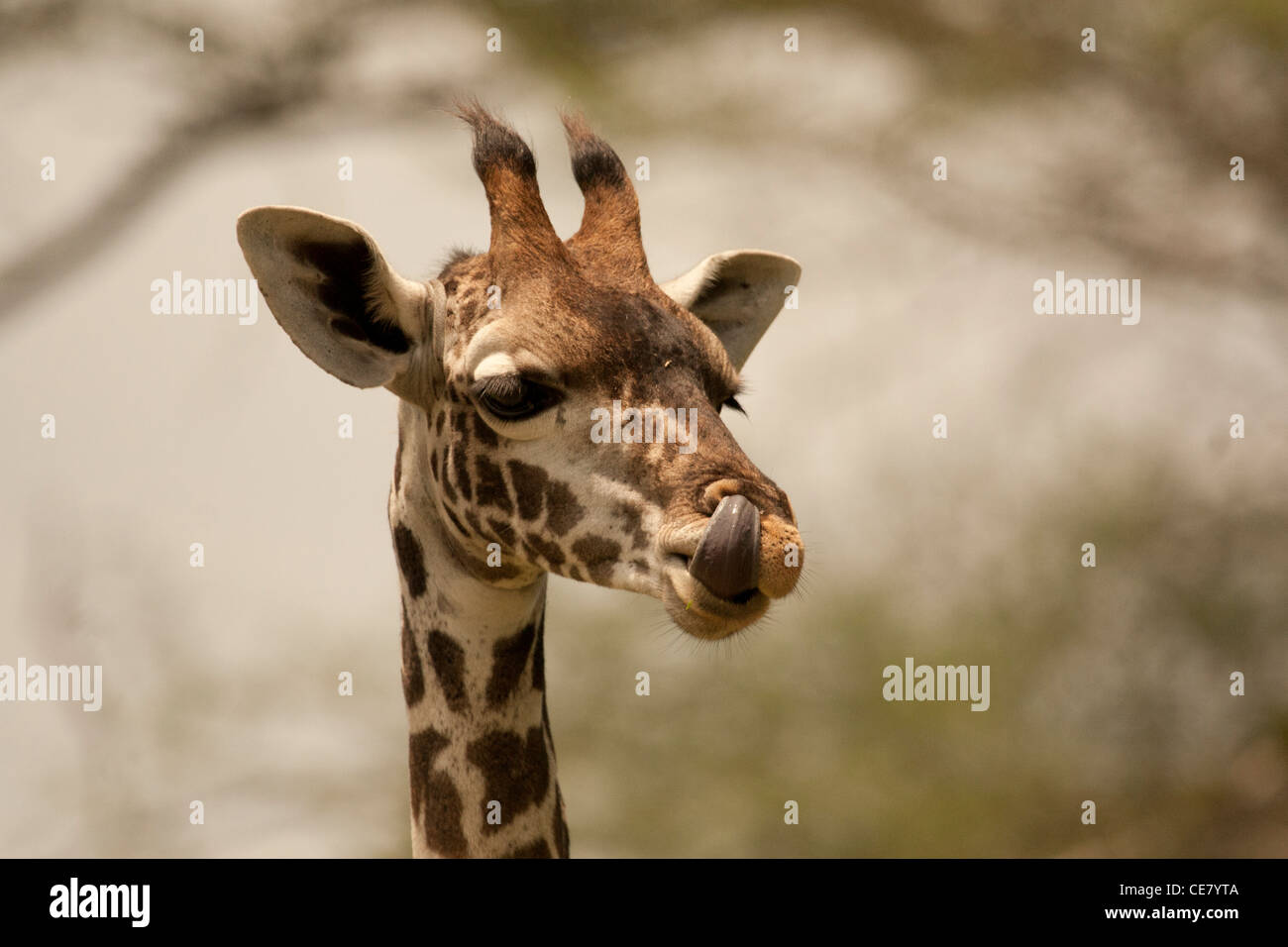 Giraffe nose hi-res stock photography and images - Alamy