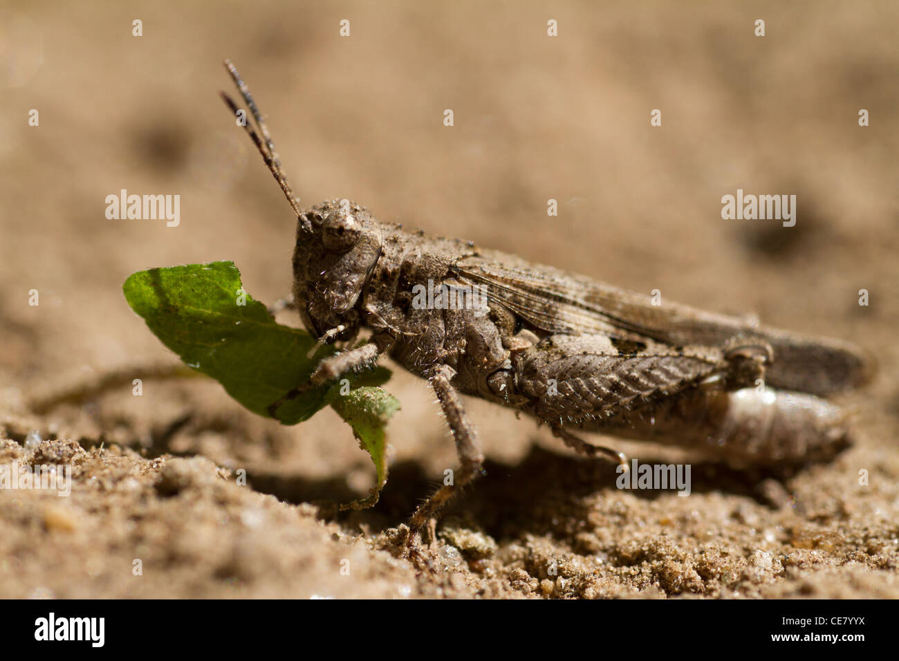 Grasshopper moving hi-res stock photography and images - Alamy