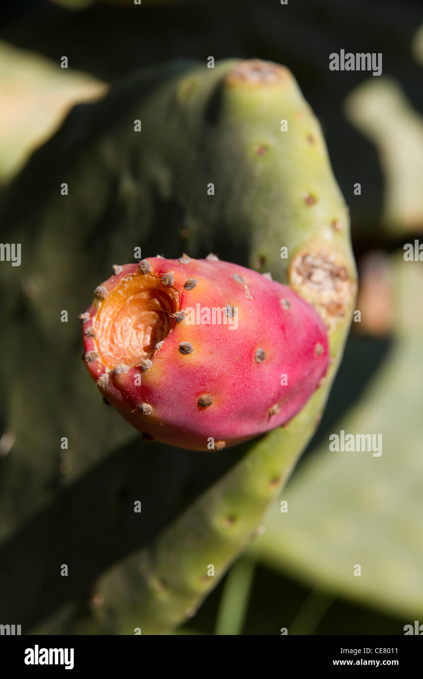 Prickly pear cactus (Opuntia ficus-indica) growing on plant Majorca ...