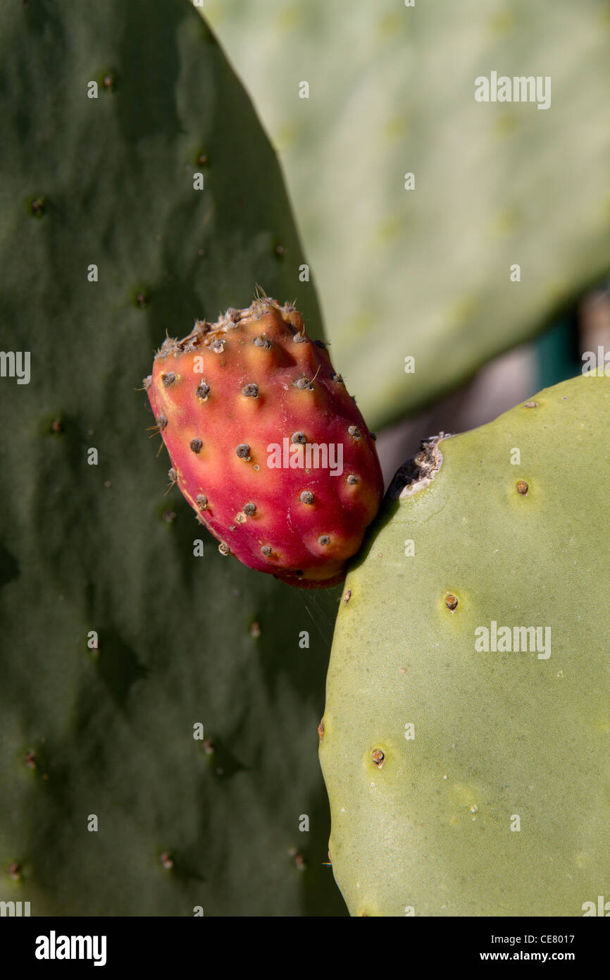 Prickly pear cactus (Opuntia ficus-indica) growing on plant Majorca ...