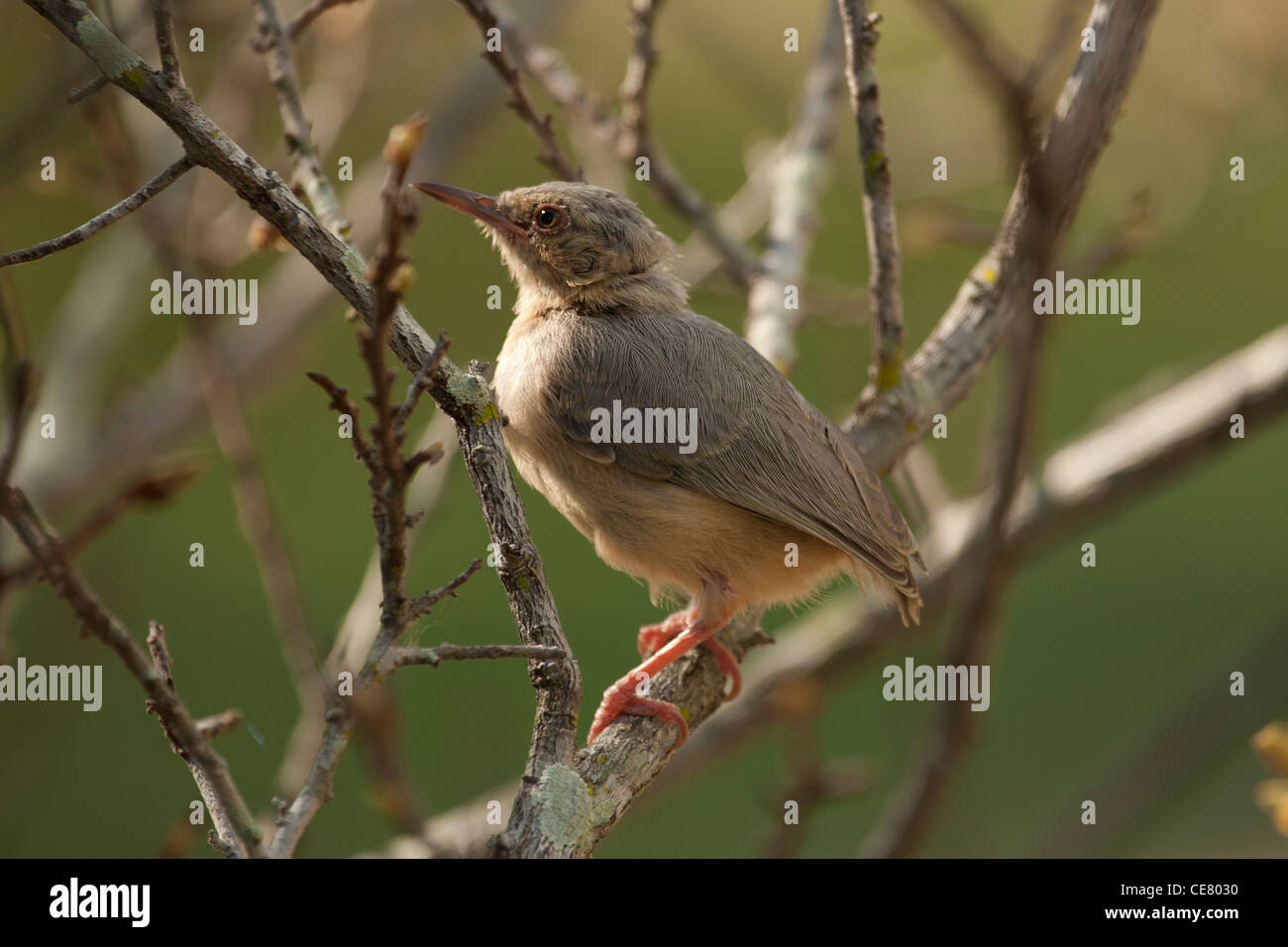 Young Red-Faced Crombec perched on branch. Sylvietta whytii Stock Photo ...