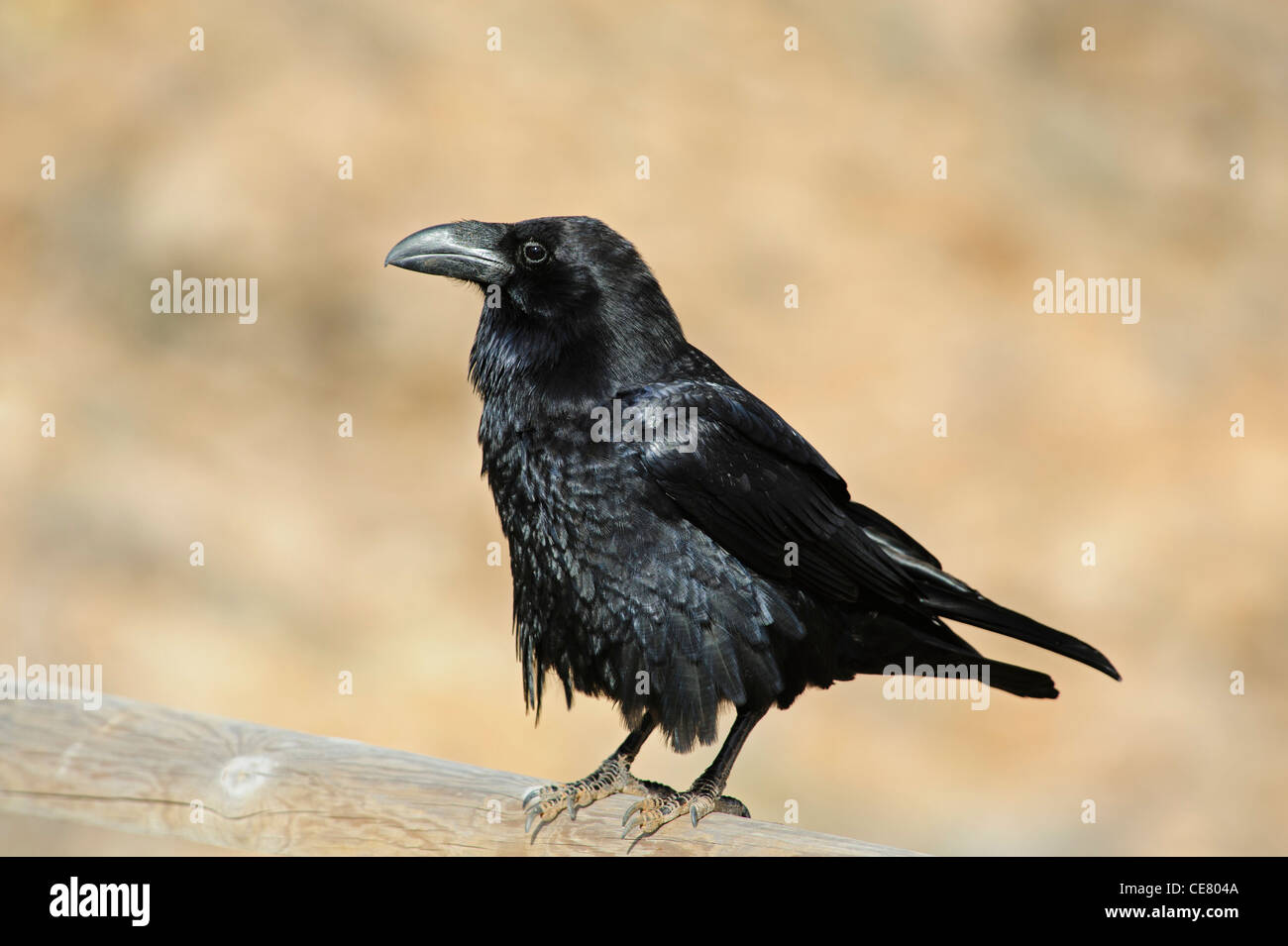 Raven feet hi-res stock photography and images - Alamy