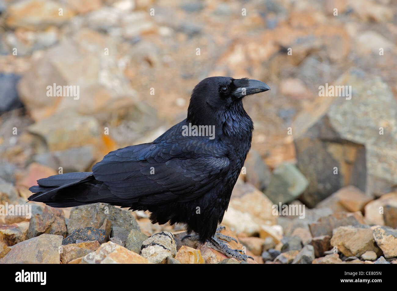 Northern Raven (Corvus corax canariensis Stock Photo - Alamy