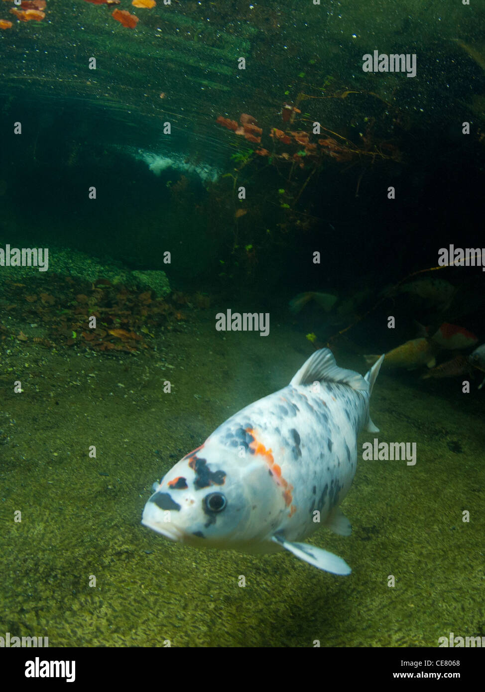 Goldfish pond hi-res stock photography and images - Alamy