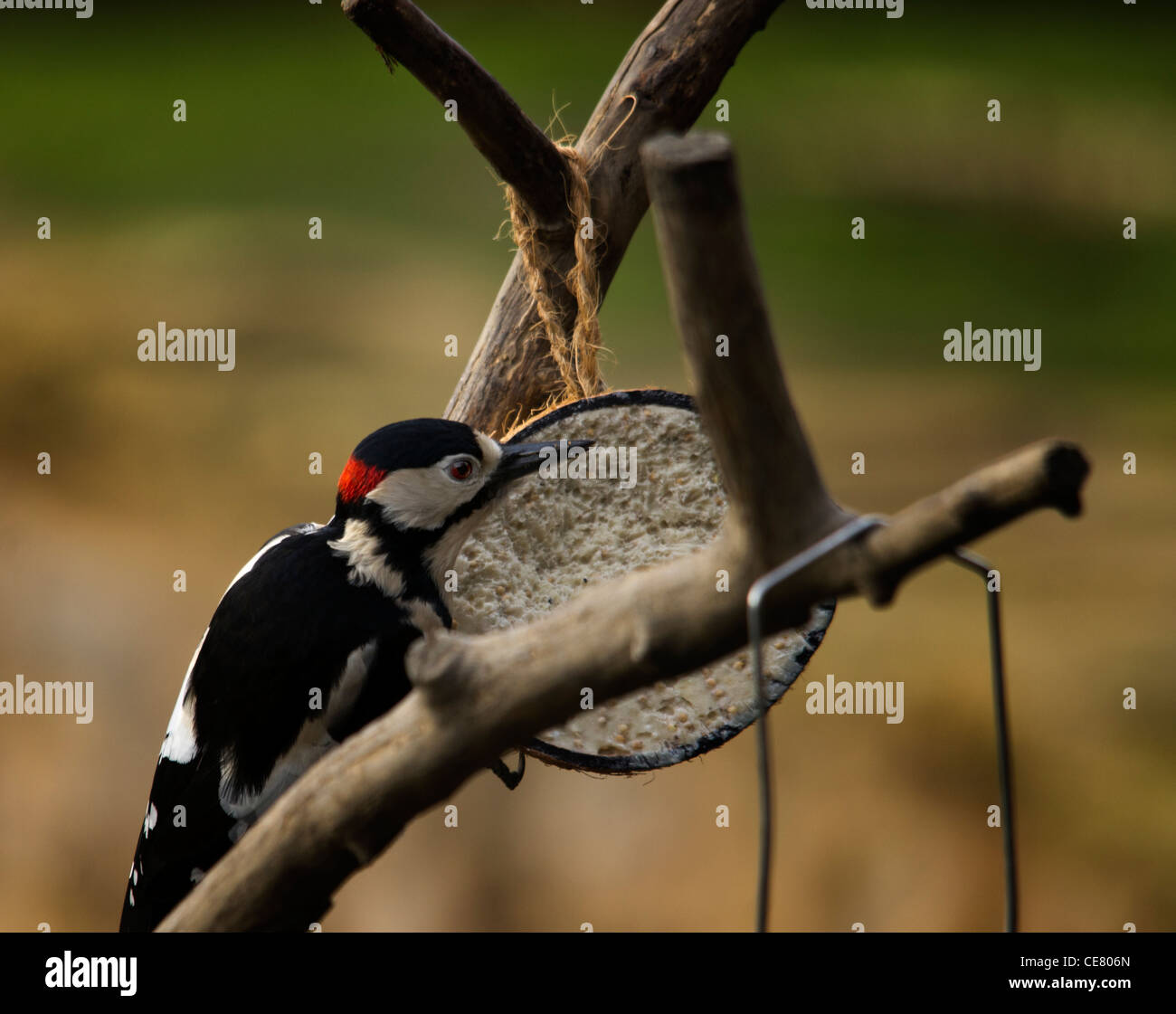 Wildlife feeding small bark hi-res stock photography and images - Alamy