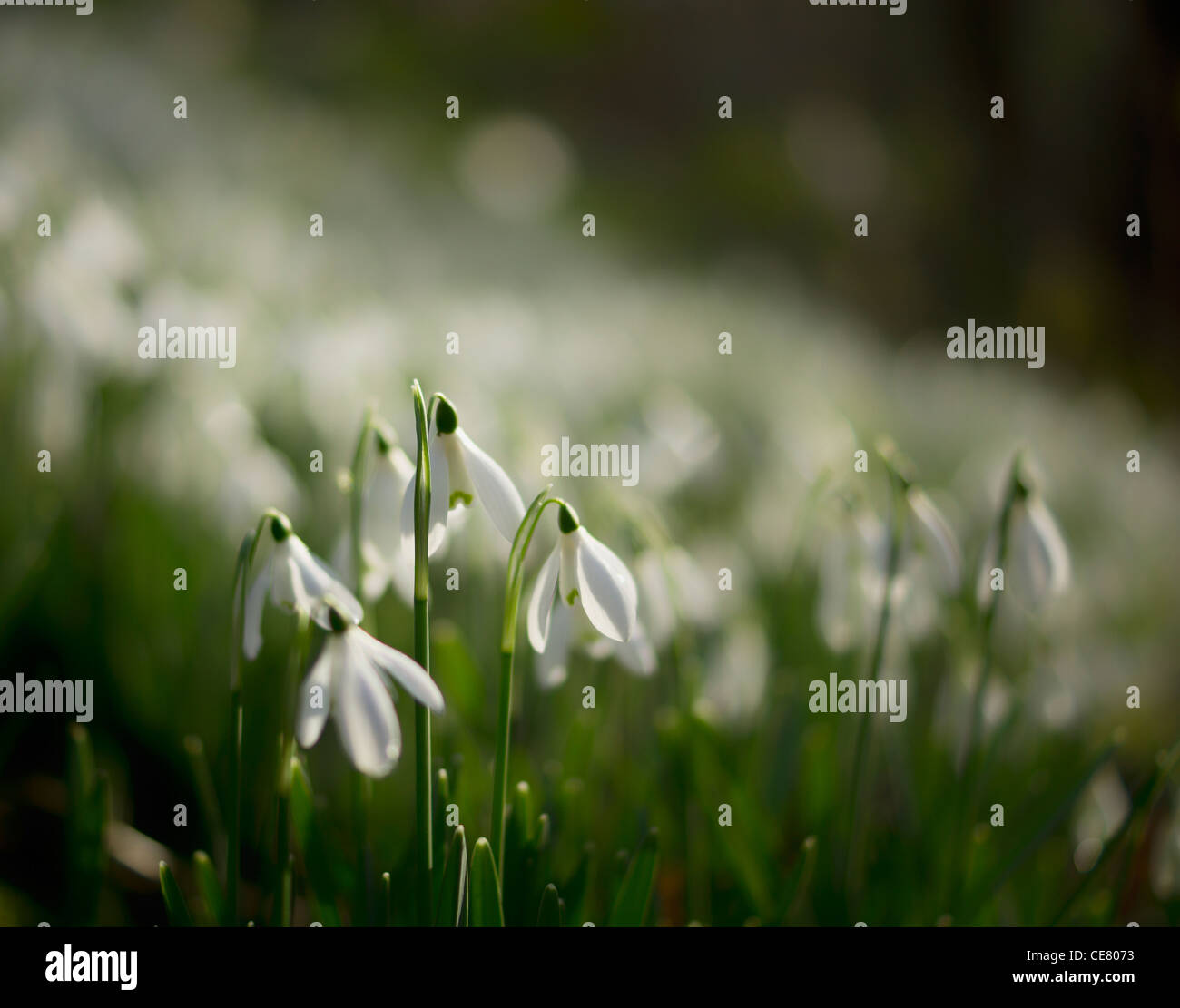 Snowdrops in grass winter hi-res stock photography and images - Alamy