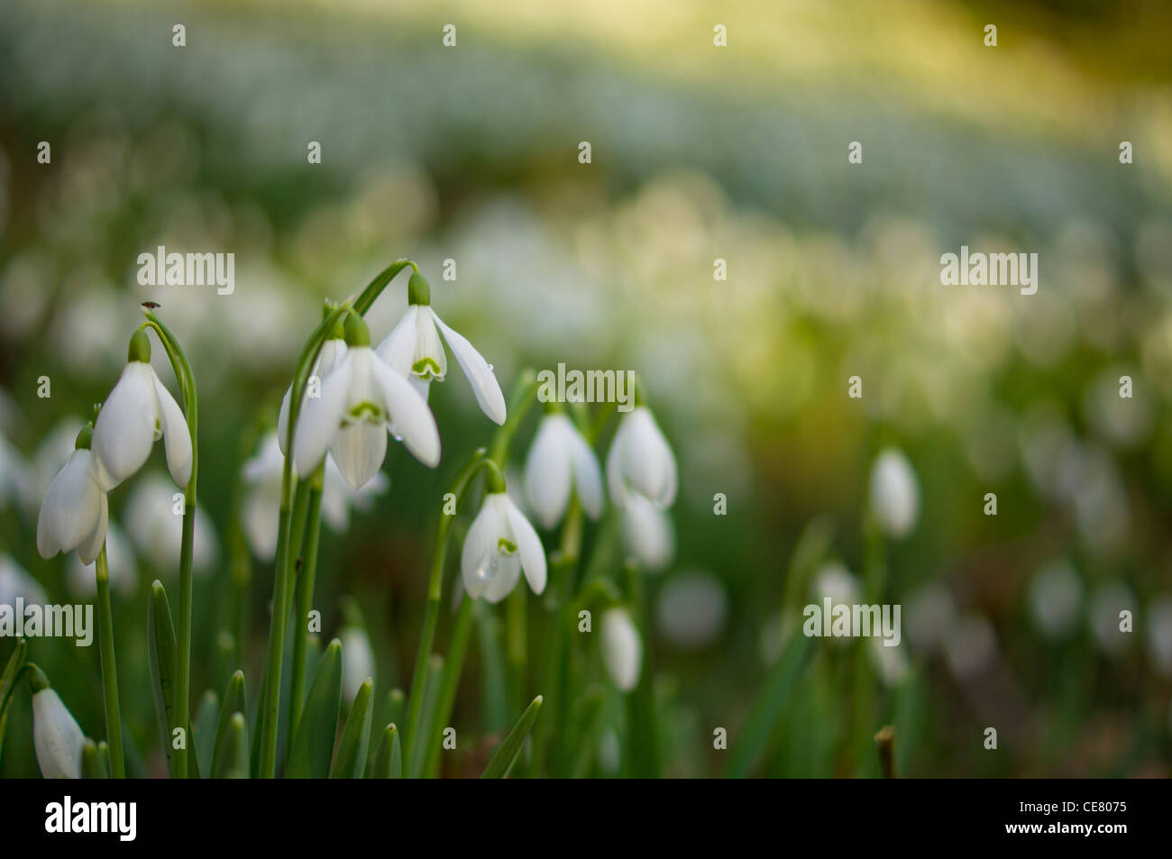 Snowdrops in park winter hi-res stock photography and images - Alamy