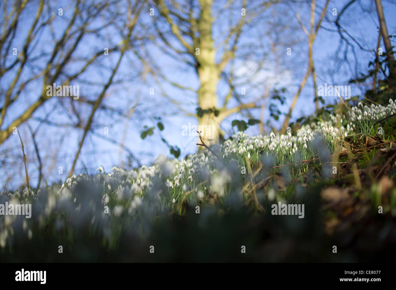 Snowdrops in the Winter sunshine Stock Photo - Alamy