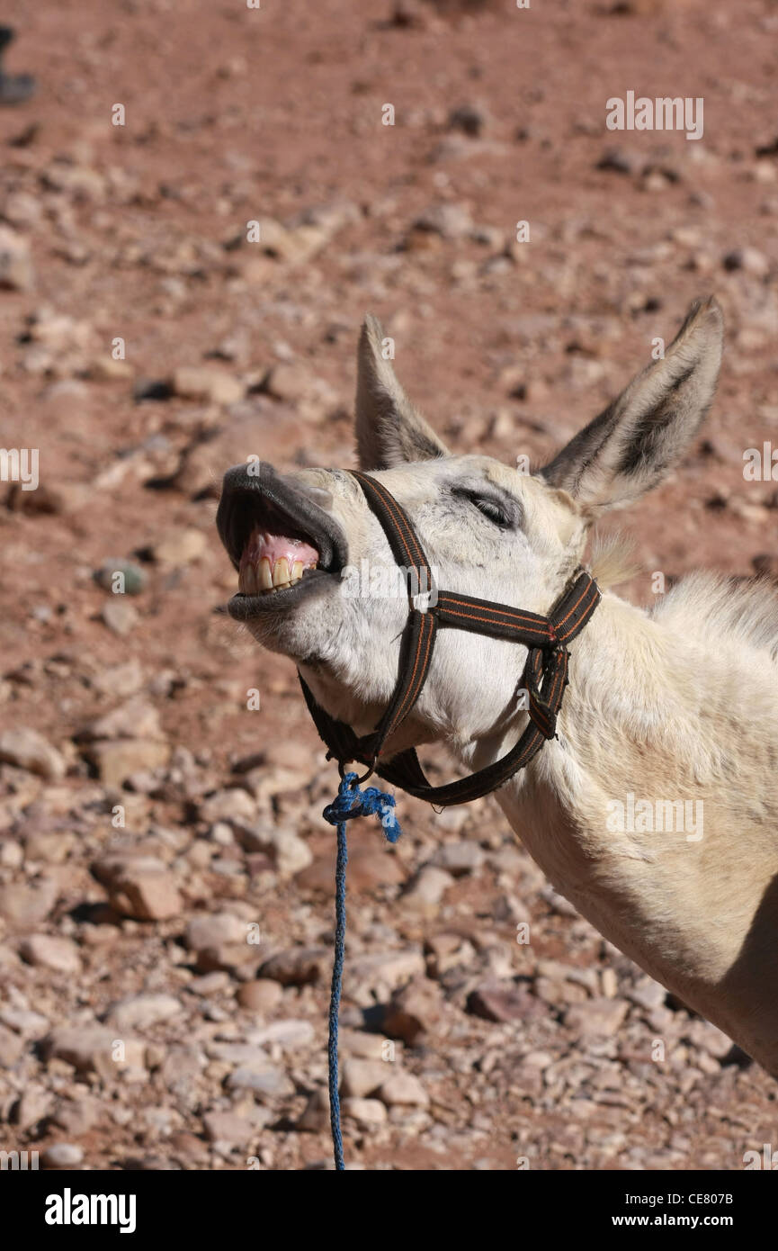Yawning Donkey