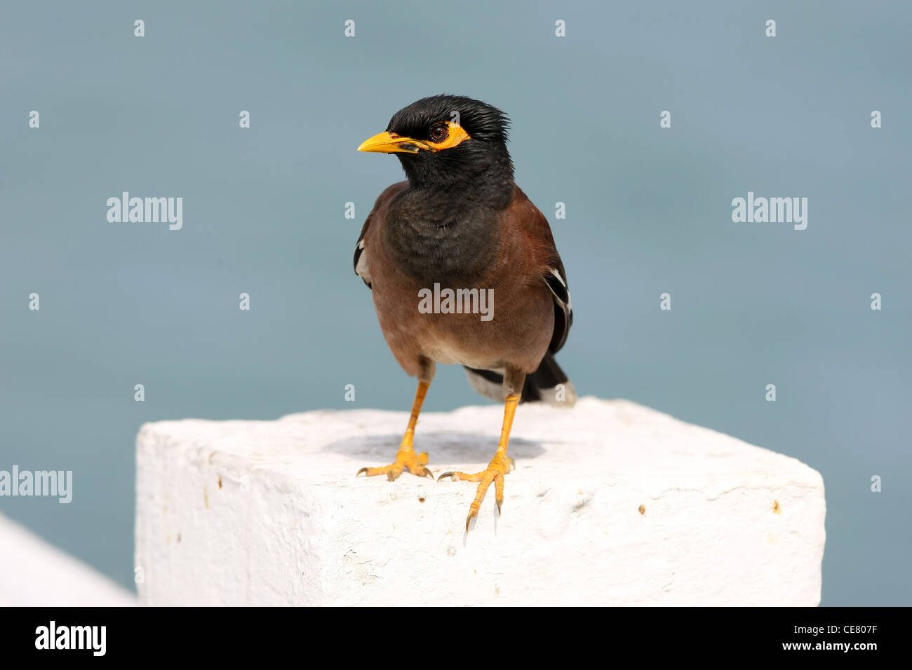Mynah bird hi-res stock photography and images - Alamy