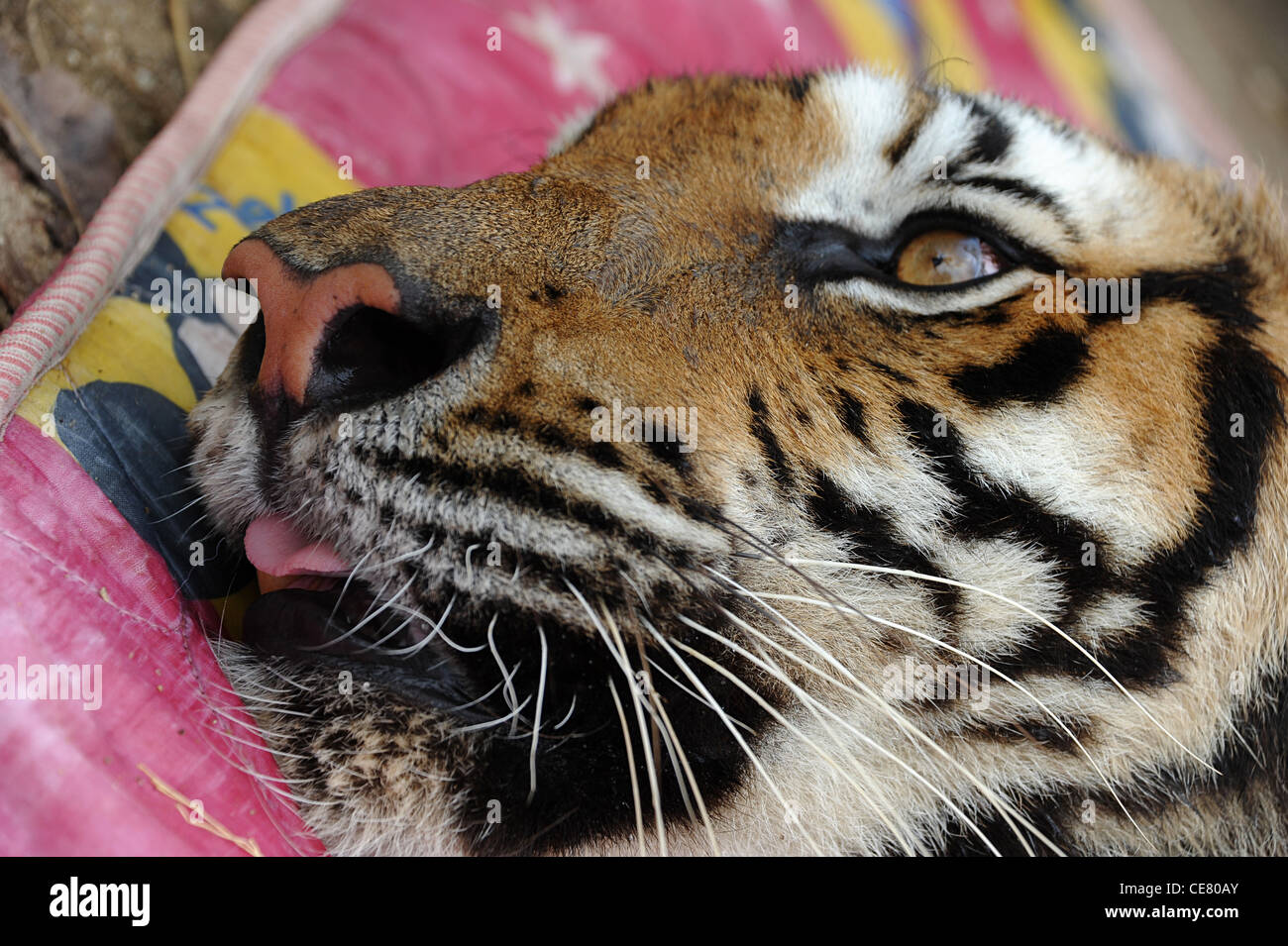 Spine operation hi-res stock photography and images - Alamy