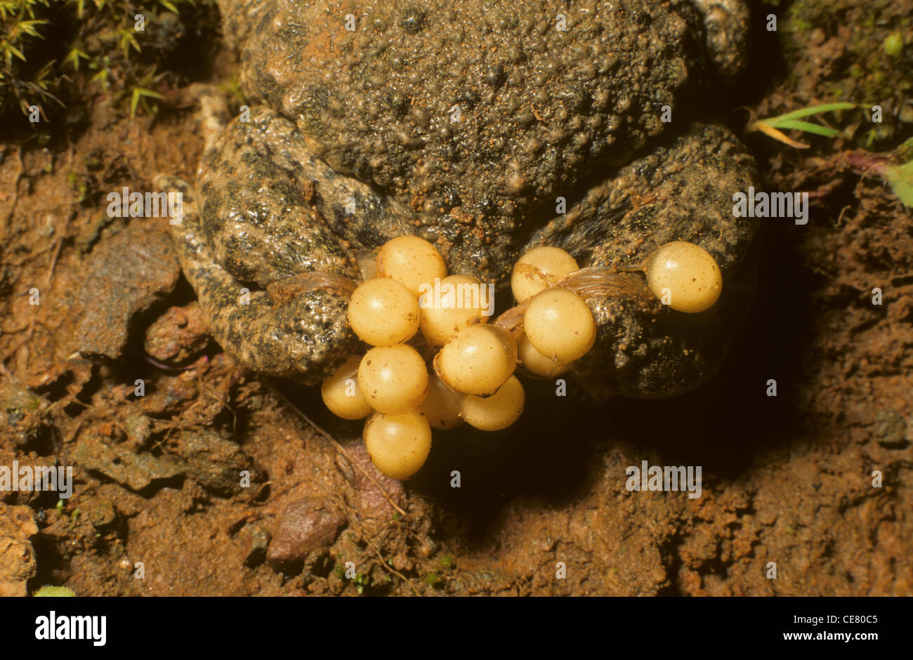 Toad Eggs High Resolution Stock Photography and Images - Alamy